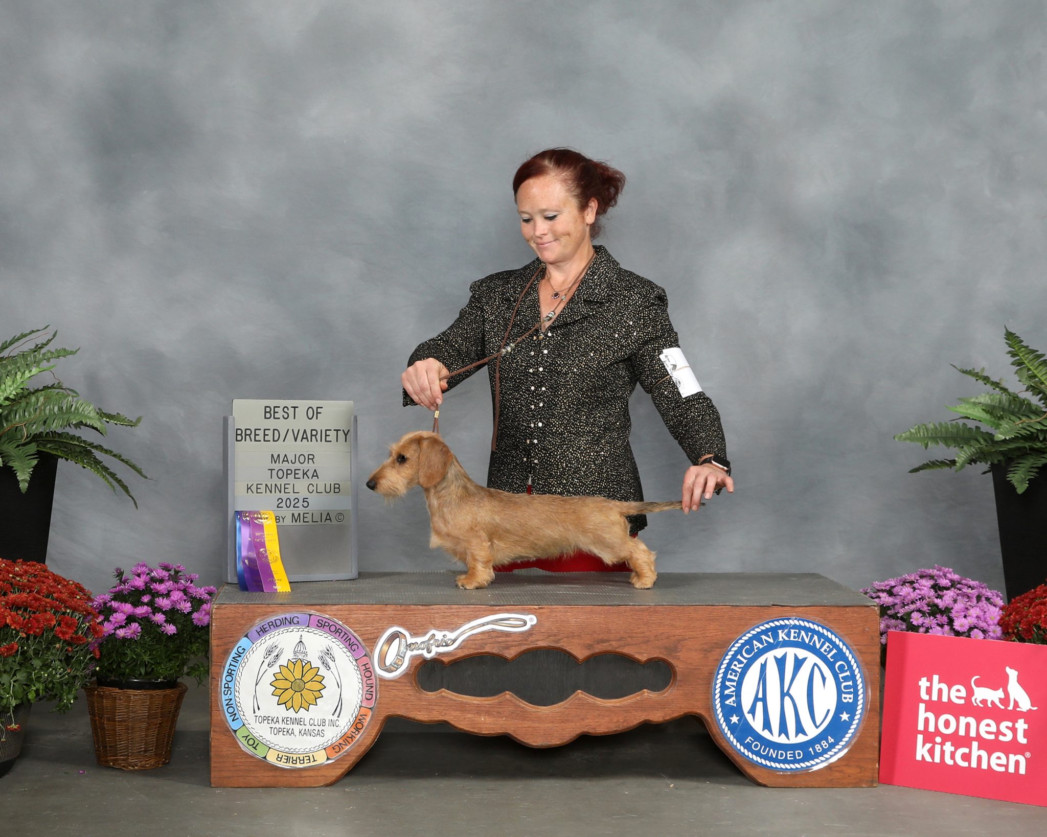 Harriet – Holliesue Dachshunds